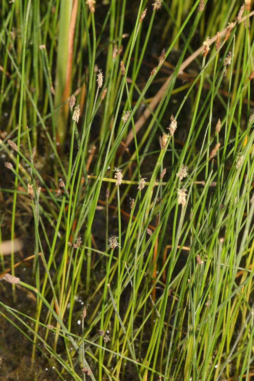 Common Spikerush | My Home Park - Curated Native Gardens Delivered to ...