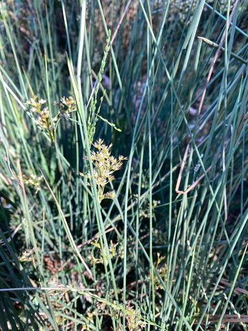 Bay Area Native Plants: 10 Gorgeous Species To Grow | My Home Park ...