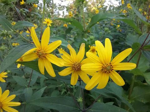 Maryland Native Plants: 12 Great Choices for the Chesapeake Bay | My ...