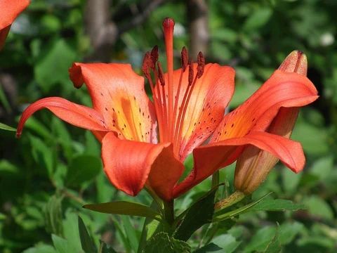 Iowa Native Plants: 15 Options For Your New Garden | My Home Park ...