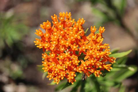 Michigan Native Plants: 14 Amazing Landscaping Choices | My Home Park ...