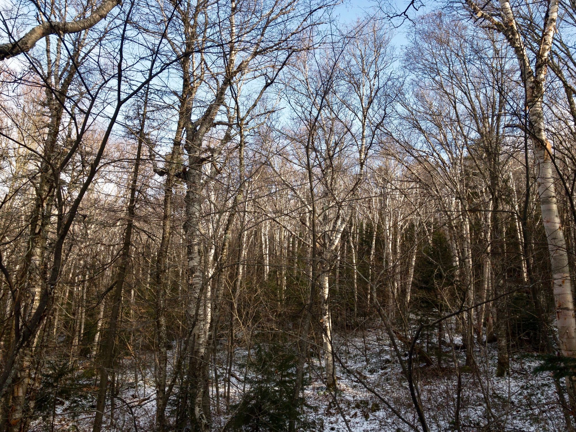 Vermont Native Flowers: 9 Gorgeous Species for a Vibrant Garden | My ...