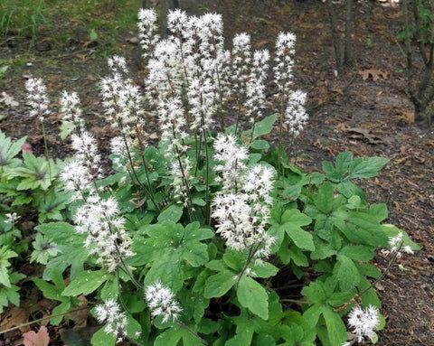 12 Minnesota Native Plants For Your Home Landscapes | My Home Park ...