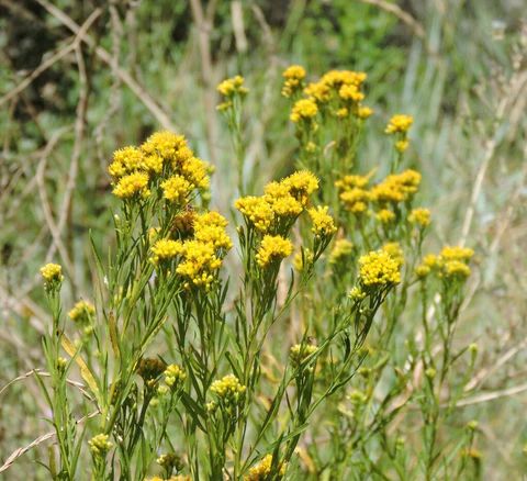 Bay Area Native Plants: 10 Gorgeous Species To Grow | My Home Park ...