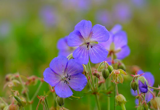 Delaware Native Plants List: 11 Stunning Local Garden Choices | My Home ...