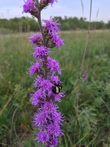 Tennessee Native Plants: 10 Gorgeous Garden Flowers | My Home Park ...