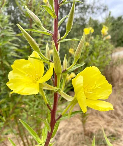 Bay Area Native Plants: 10 Gorgeous Species To Grow | My Home Park ...