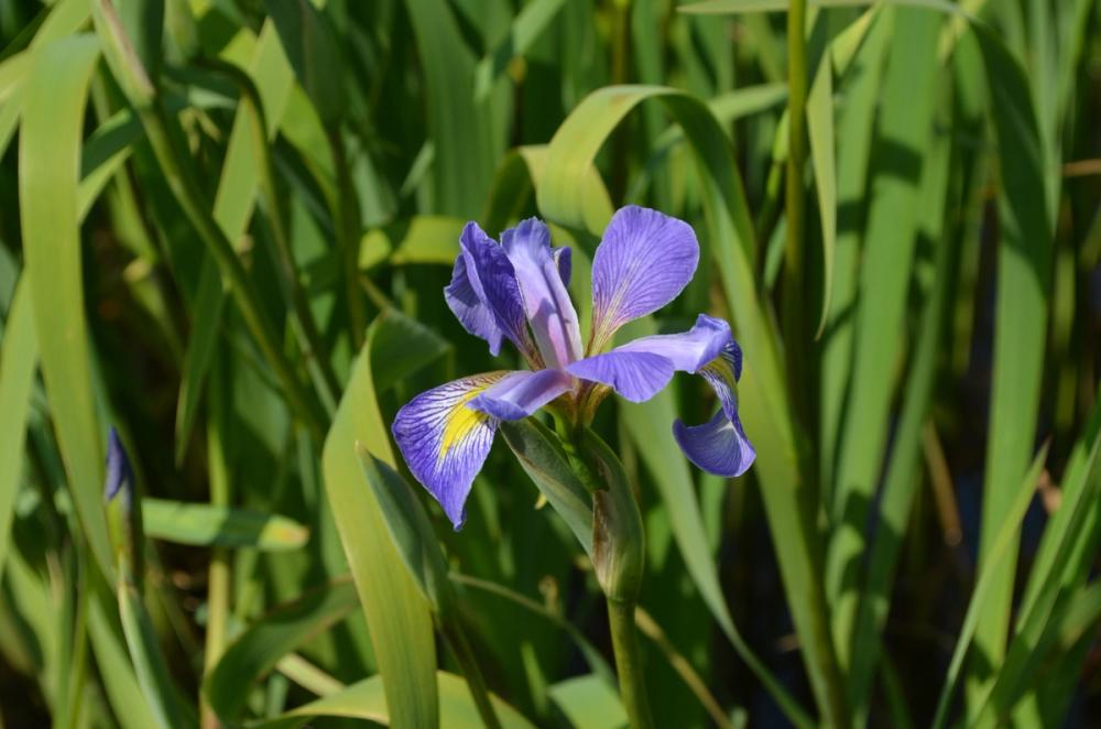 Southern Blue Flag Iris | My Home Park - Curated Native Gardens ...