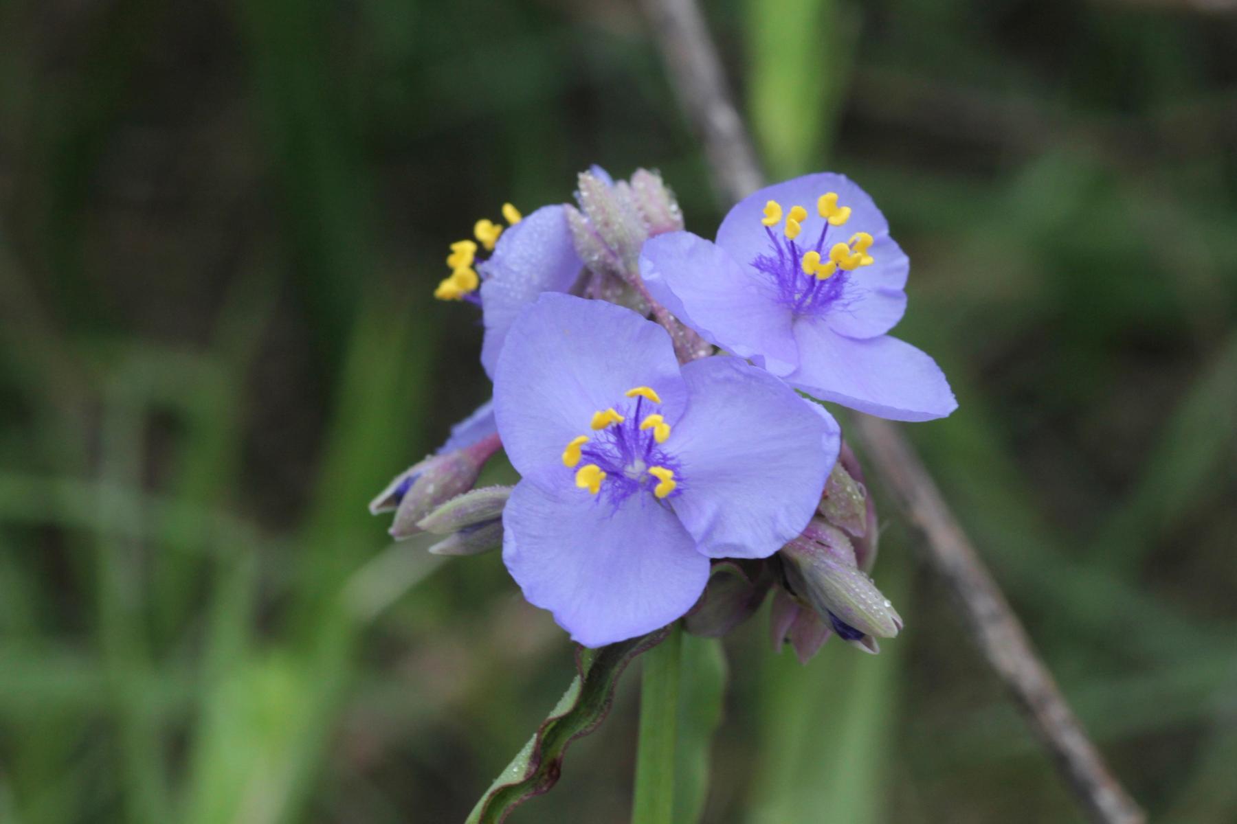 Ohio Spiderwort | My Home Park - Curated Native Gardens Delivered to ...