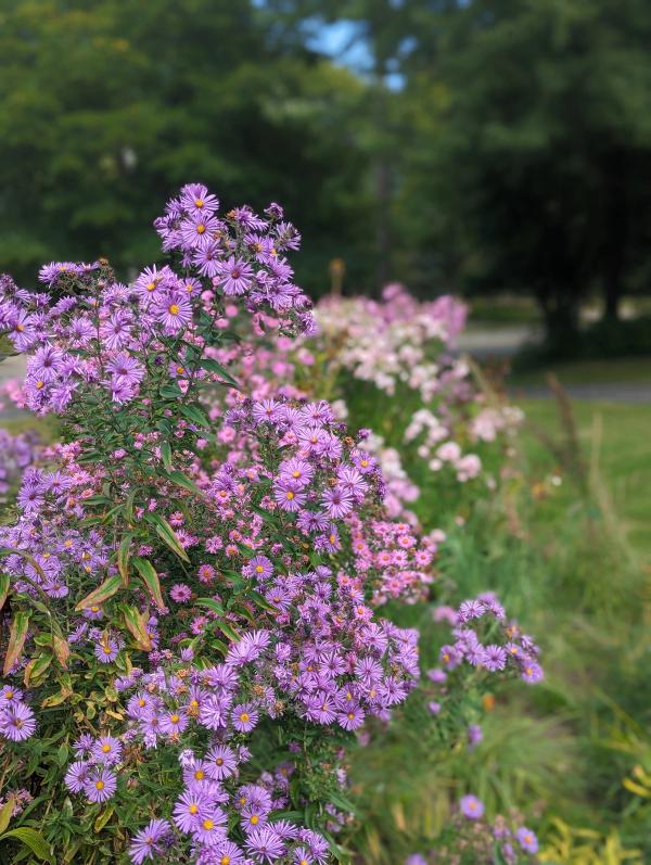 New England Aster | My Home Park - Curated Native Gardens Delivered to ...