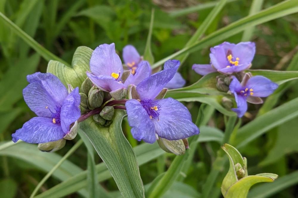 Ohio Spiderwort | My Home Park - Curated Native Gardens Delivered to ...