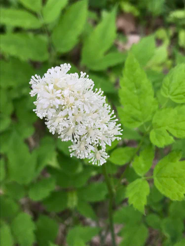 Missouri Native Plants List: 11 Amazing Wildflowers | My Home Park ... Missouri Native Plants List: 11 Amazing Wildflowers | My Home Park ...