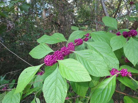 Tennessee Native Plants: 10 Gorgeous Garden Flowers | My Home Park ...