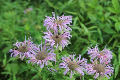 Delaware Native Plants List: 11 Stunning Local Garden Choices | My Home ...