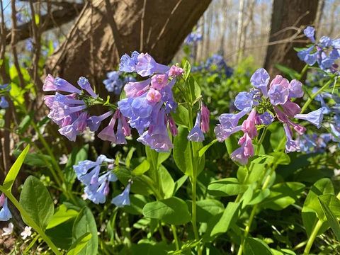 Pennsylvania Native Plants: 14 Amazing Flowers For Your Garden | My ...