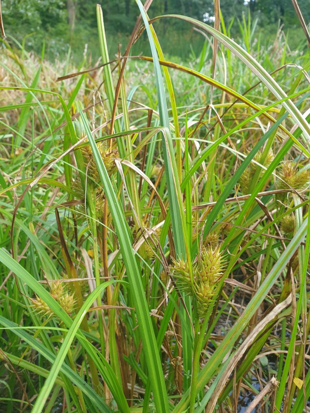 Common Hop Sedge | My Home Park - Curated Native Gardens Delivered to ...