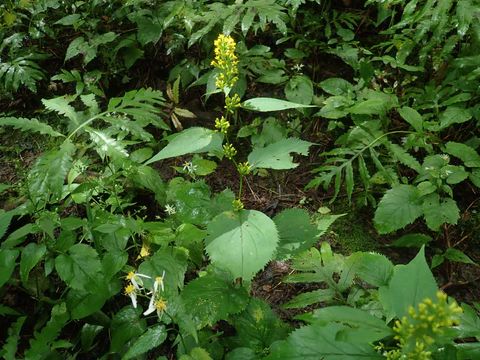 New Jersey Native Plants List: 15 Amazing Choices for the Garden State ...