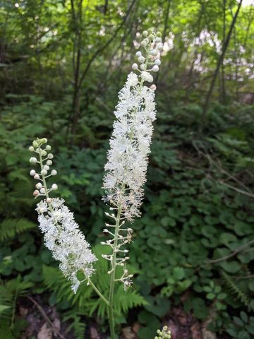 Delaware Native Plants List: 11 Stunning Local Garden Choices | My Home ...