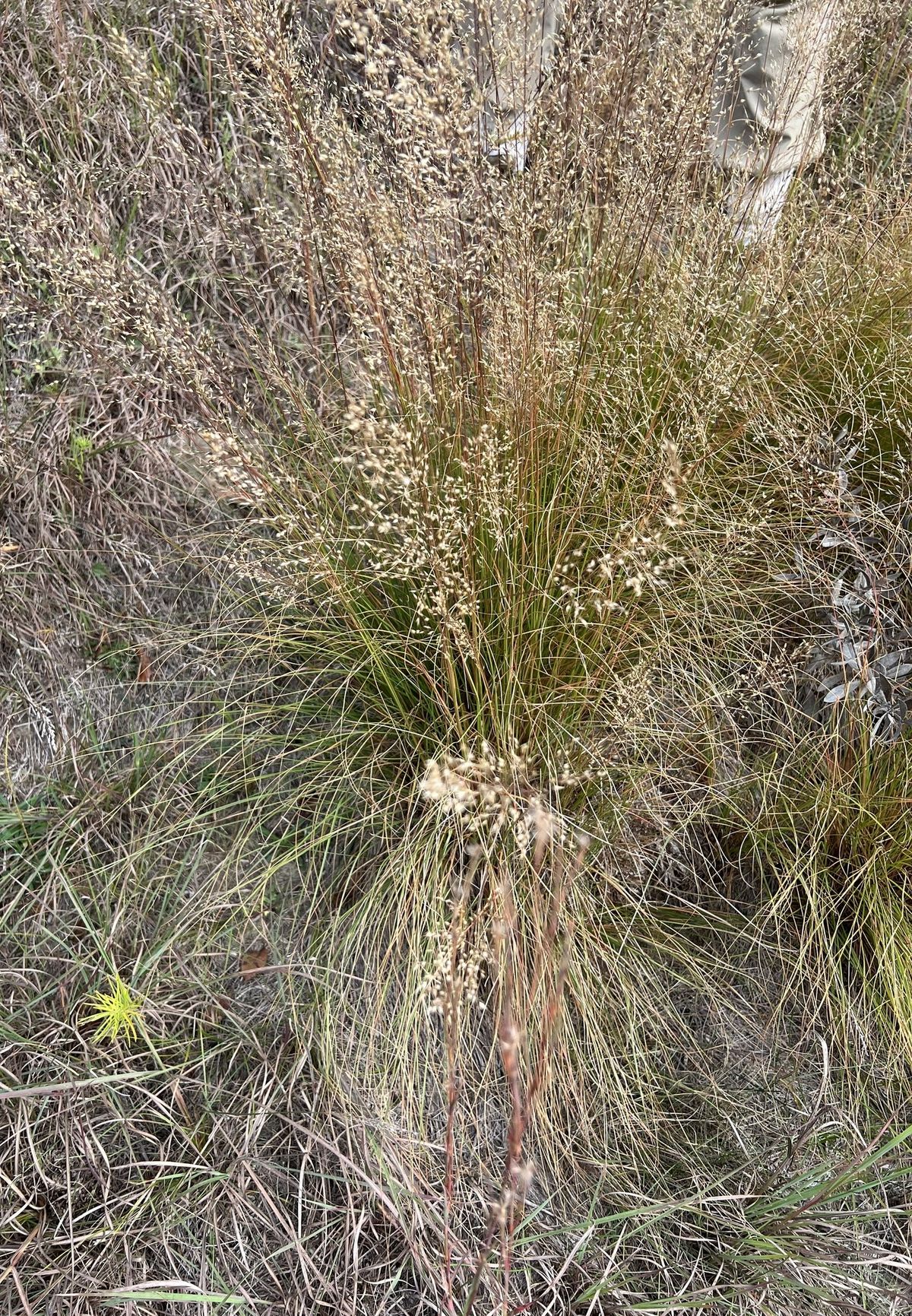 Prairie Dropseed | My Home Park - Curated Native Gardens Delivered to ...