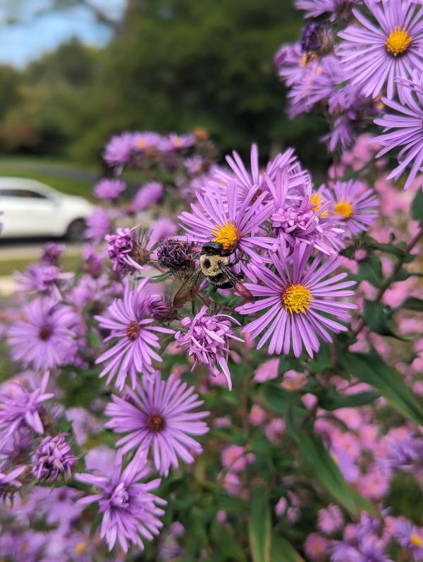 Pollinators' Perennial Paradise Perennial Native Plants Collection [96 ...