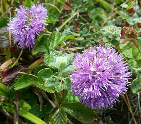 Bay Area Native Plants: 10 Gorgeous Species To Grow | My Home Park ...
