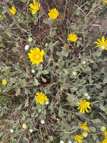 Bay Area Native Plants: 10 Gorgeous Species To Grow | My Home Park ...