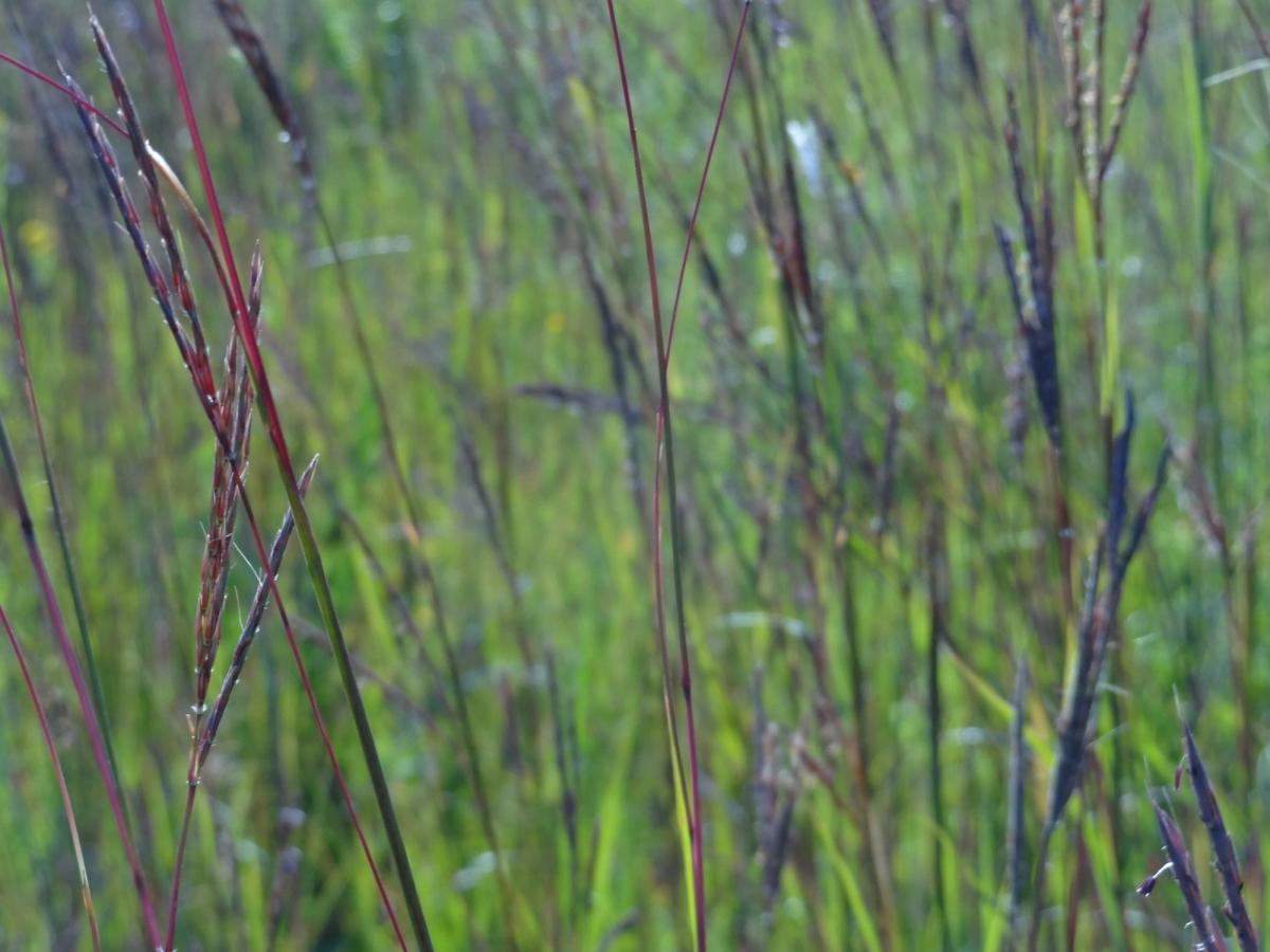 Giant's Garden Perennial Native Plants Collection [32 plants] | My Home ...