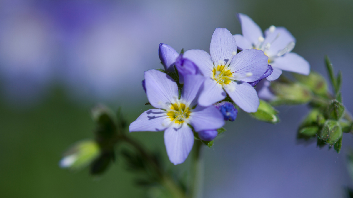 New Jersey Native Plants List: 15 Amazing Choices for the Garden State ...