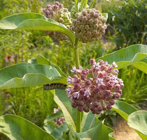 New Jersey Native Plants List: 15 Amazing Choices for the Garden State ...