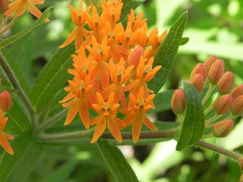Missouri Native Plants List: 11 Amazing Wildflowers | My Home Park ...