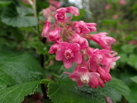 Bay Area Native Plants: 10 Gorgeous Species To Grow | My Home Park ...