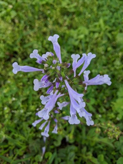 Butterfly Boulevard Perennial Native Plants Collection [32 plants] | My ...