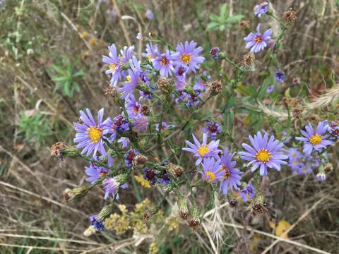 Connecticut Native Plants List: 14 Beautiful Flower Garden Choices | My ...