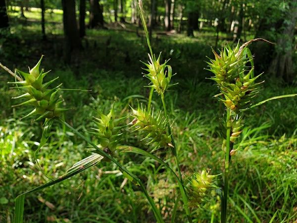 Common Hop Sedge | My Home Park - Curated Native Gardens Delivered to ...