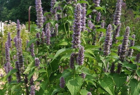 12 Minnesota Native Plants For Your Home Landscapes | My Home Park ...