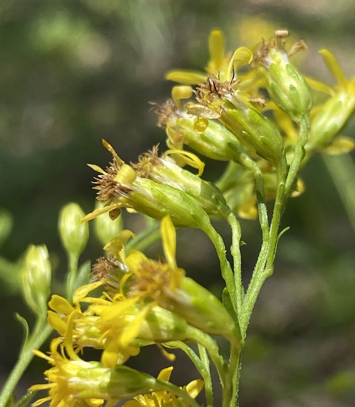 Glossary | My Home Park - Curated Native Gardens Delivered to Your Door