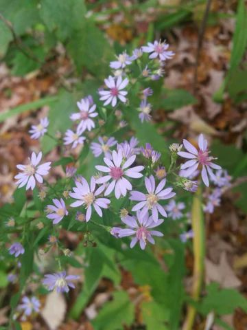 Tennessee Native Plants: 10 Gorgeous Garden Flowers | My Home Park ...