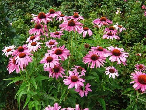Wisconsin Native Plants: 12 Beautiful Flowers for Gardening | My Home ...