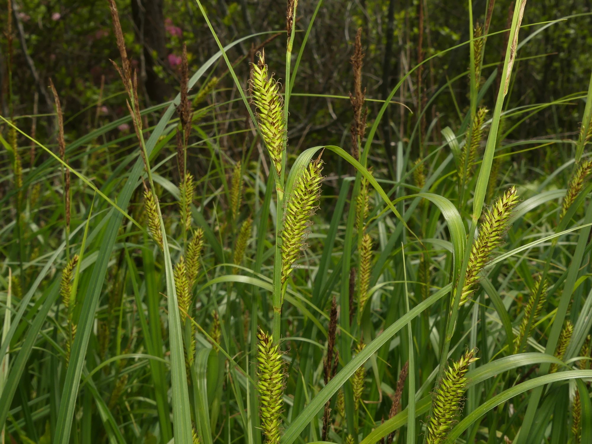 Common Lake Sedge | My Home Park - Curated Native Gardens Delivered to ...