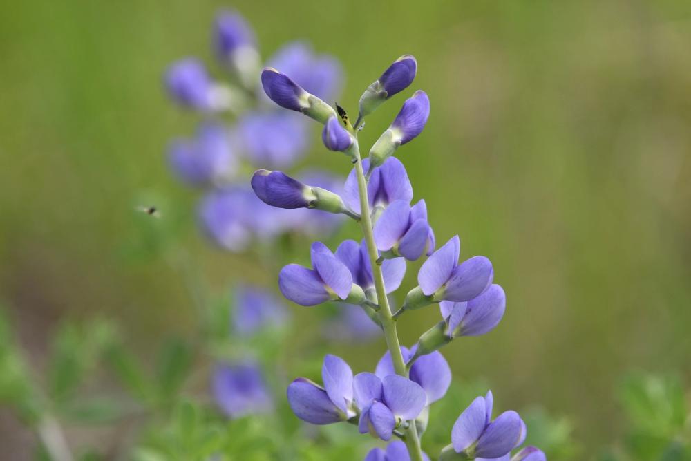 Giant's Garden Perennial Native Plants Collection [32 plants] | My Home ...