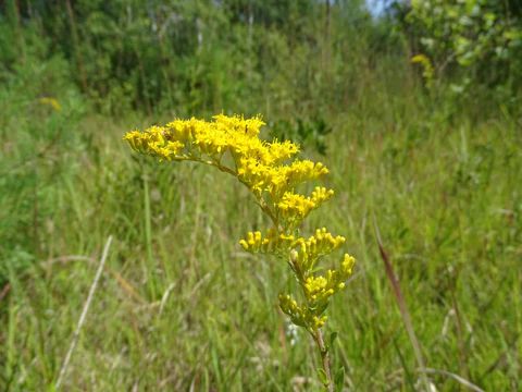 16 New York Native Plants for Your Garden | My Home Park - Curated ...
