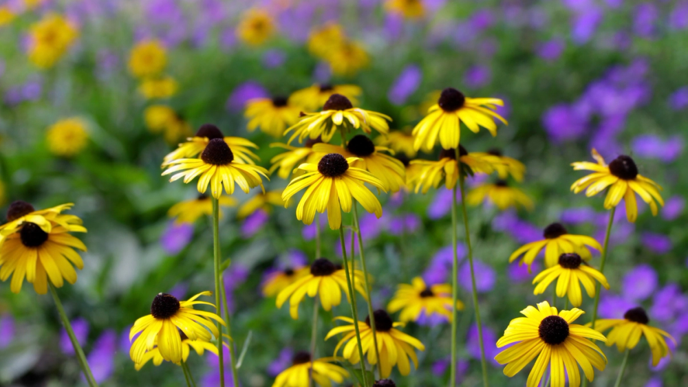 Maryland Native Plants: 12 Great Choices for the Chesapeake Bay | My ...
