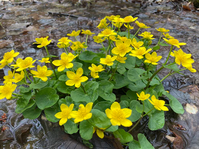 Connecticut Native Plants List: 14 Beautiful Flower Garden Choices | My ...