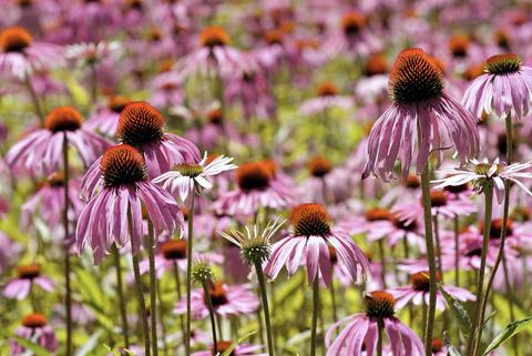 Wisconsin Native Plants: 12 Beautiful Flowers for Gardening | My Home ...