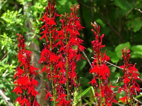 Pennsylvania Native Plants: 14 Amazing Flowers For Your Garden | My ...