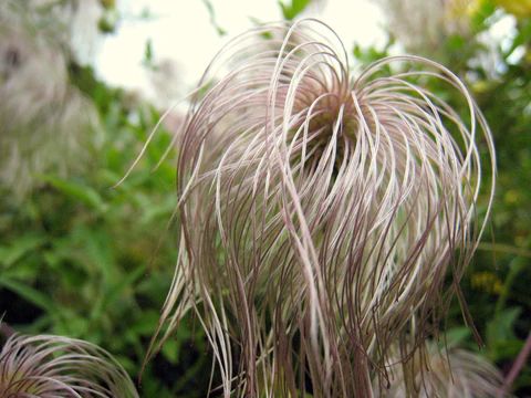 Wisconsin Native Plants: 12 Beautiful Flowers for Gardening | My Home ...