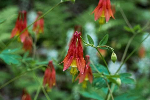 Delaware Native Plants List: 11 Stunning Local Garden Choices | My Home ...