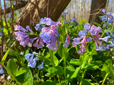 Kentucky Native Plants List: 9 Low Maintenance Ideas For Your Home ...