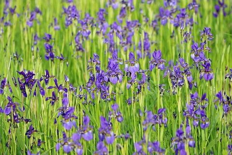 Iowa Native Plants: 15 Options For Your New Garden | My Home Park ...