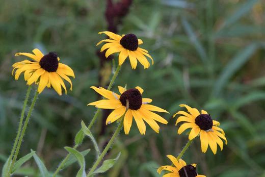 Maryland Native Plants: 12 Great Choices for the Chesapeake Bay | My ...